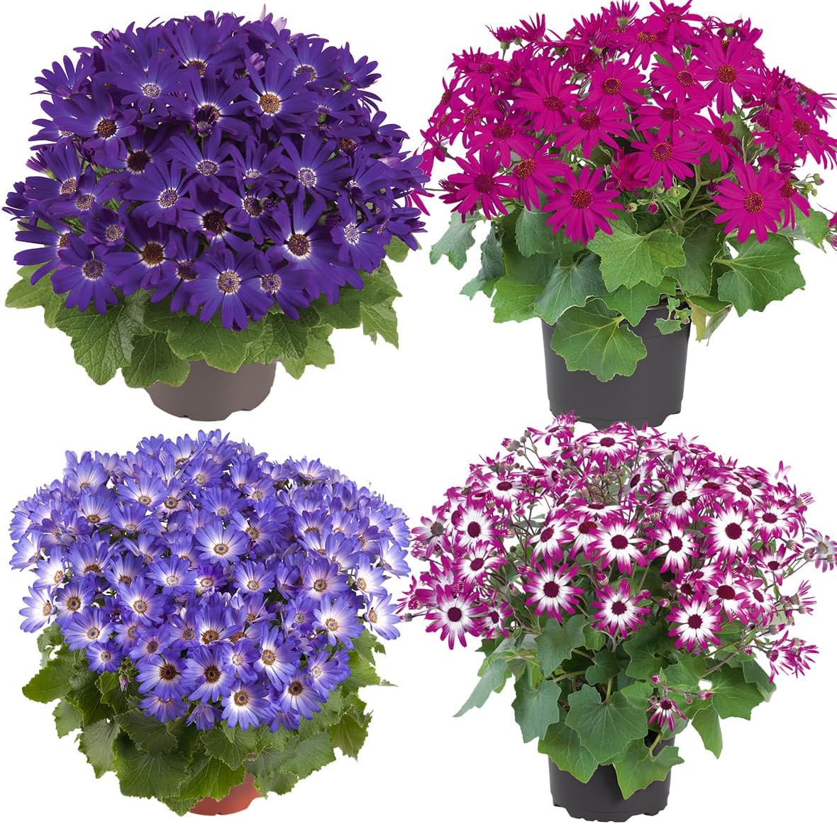 4 x Flowering House Plants – Cineraria Senetti Outdoor Garden Ready in ...