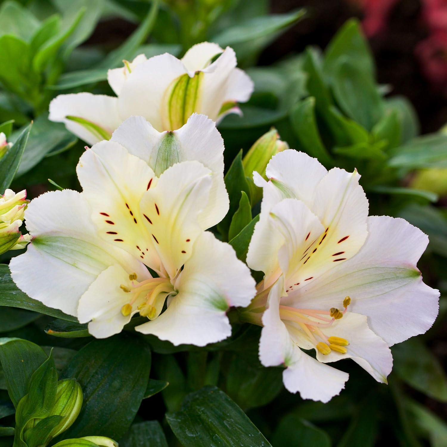 Alstroemeria Colorita Claire Outdoor Flowering Lilies Herbaceous ...