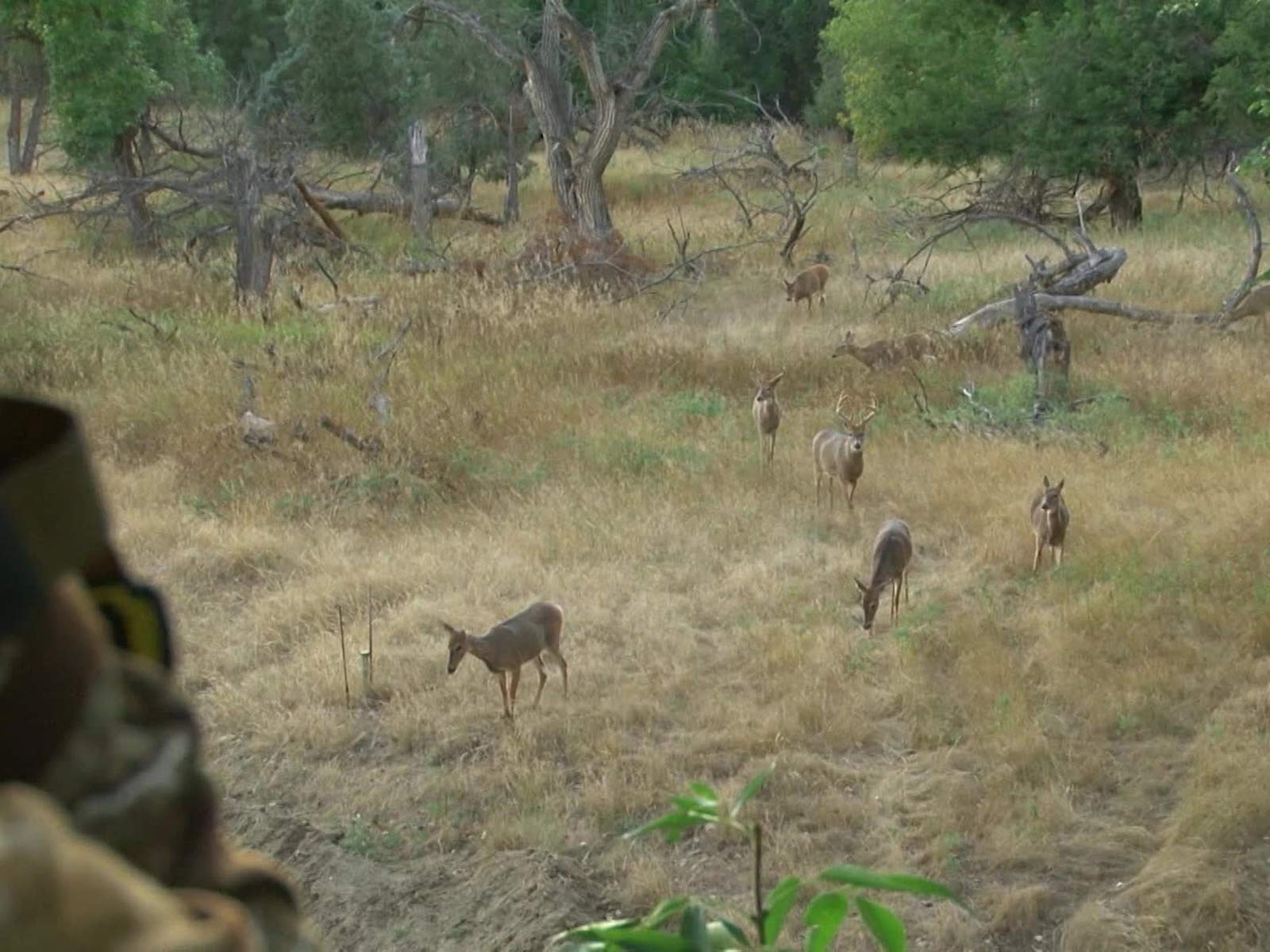 Watch Red Arrow - Season 5 | Prime Video