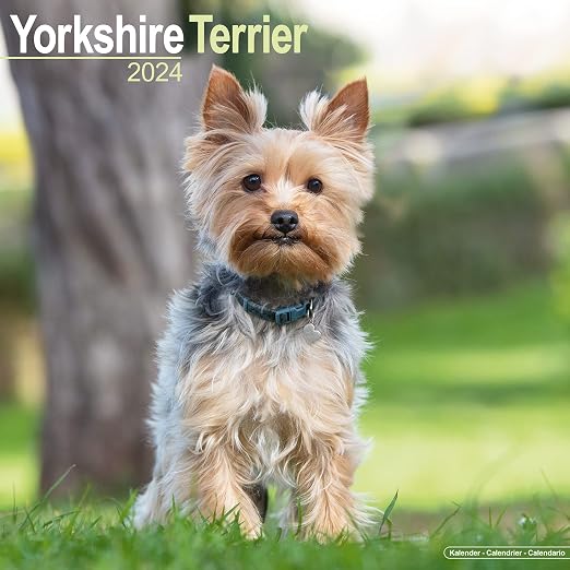 Yorkie Calendar - Yorkshire Terrier Calendar - Dog Breed Calendars ...
