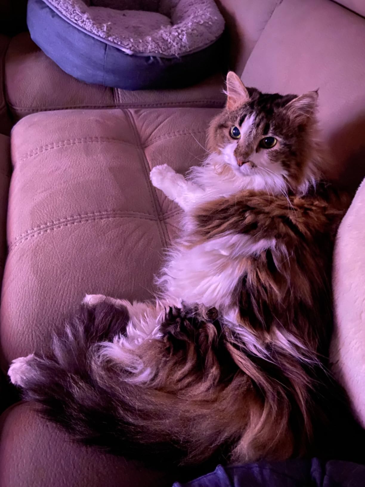 aumuca Cat Grooming Brush for Long Hair Cats, Cat Deshedding Comb for ...