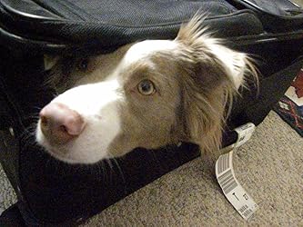 Control Unleashed Reactive To Relaxed: McDevitt, Leslie: 9781892694447 ...