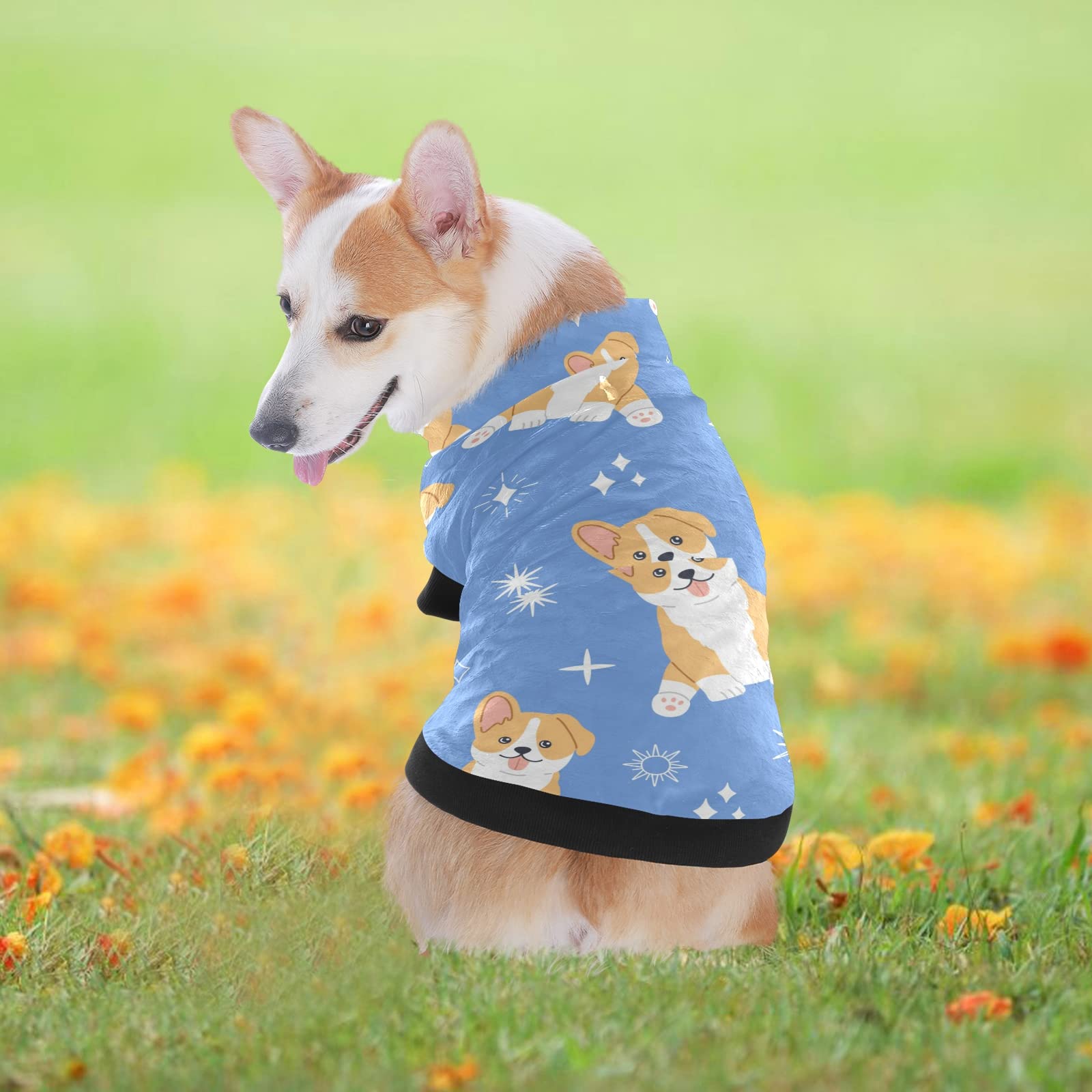 Corgi In Clothes