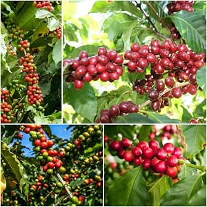 Amazon.com : 40-Coffee Seeds for Planting : Patio, Lawn & Garden