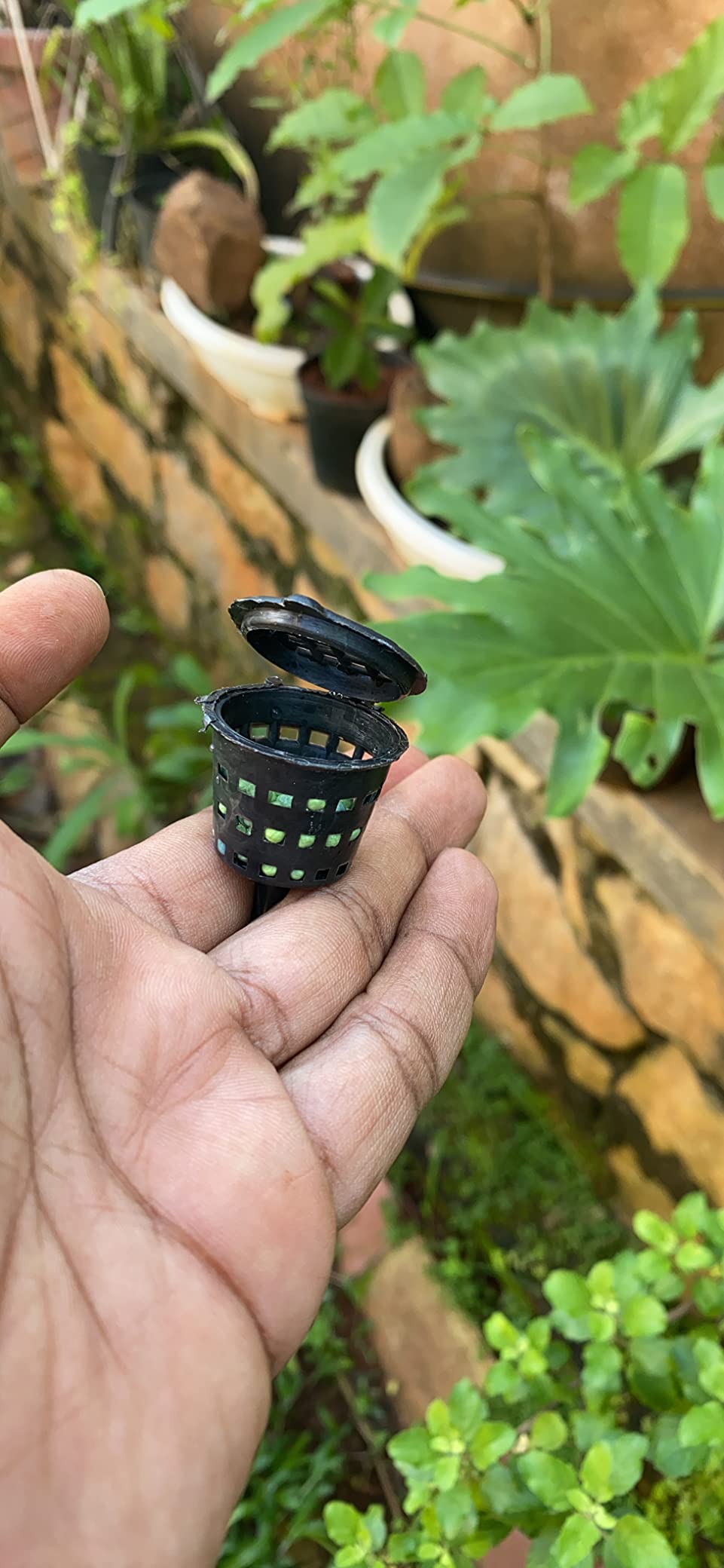 Orchid Fertilizer Baskets at Amparo Batt blog