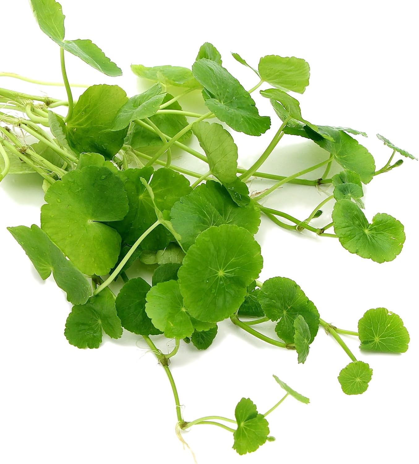 K2AQUA Hydrocotyle Leucocephala Brazilian Pennywort Live Aquarium Plant ...