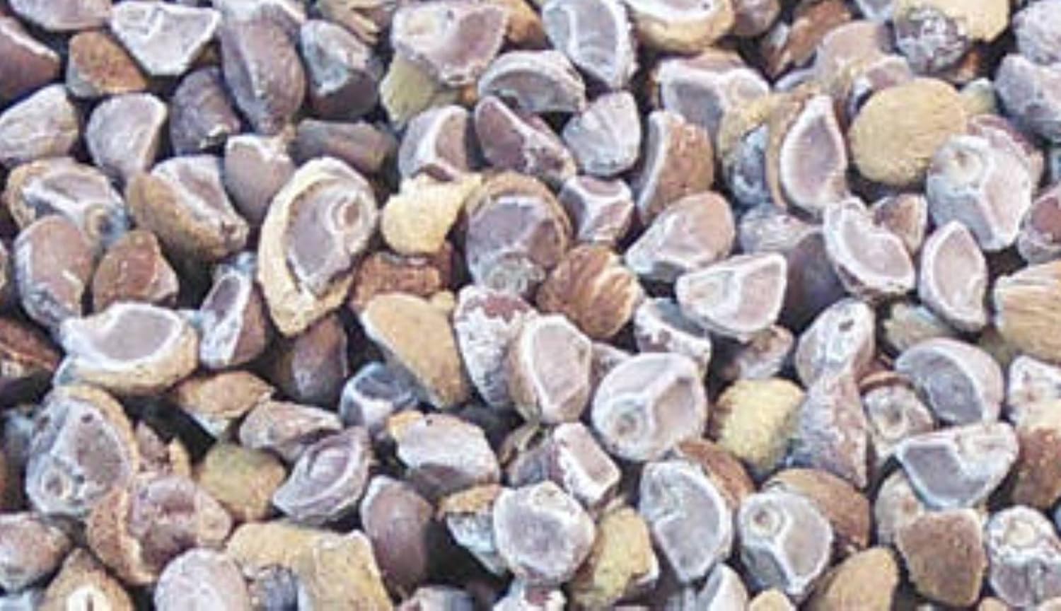 Urancia® Vidhara Seeds Argyreia Speciosa Sweet Vruddhadaru 150g for ...