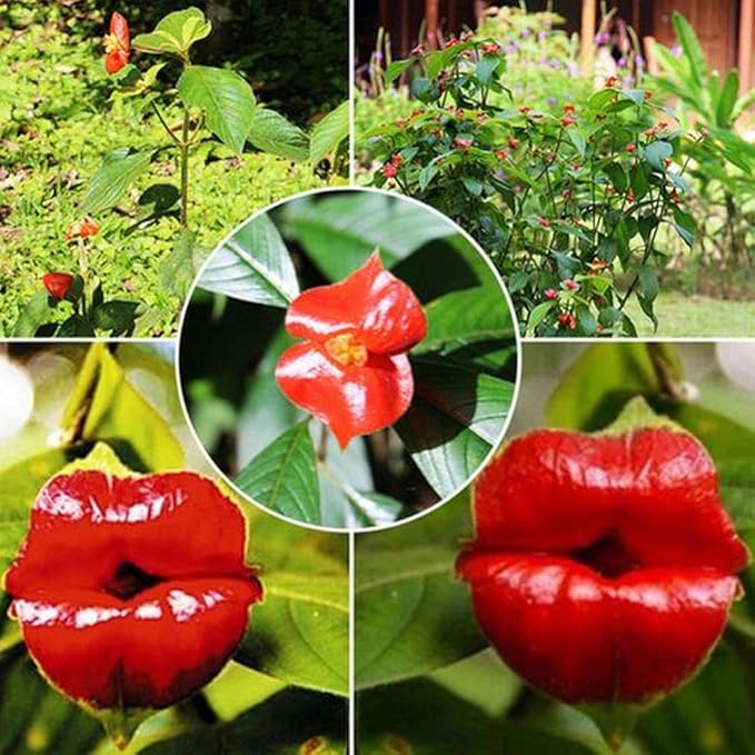Amazon.com : 100 Pcs Sexy Red Lip Flower Seeds Garden Park Yard Plant ...