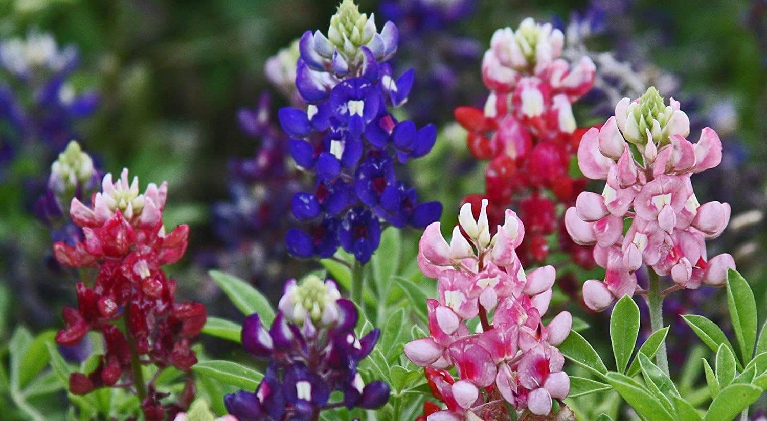Amazon.com : MITRAEE 100 Texas Maroon Bluebonnet Flower Seeds : Patio ...
