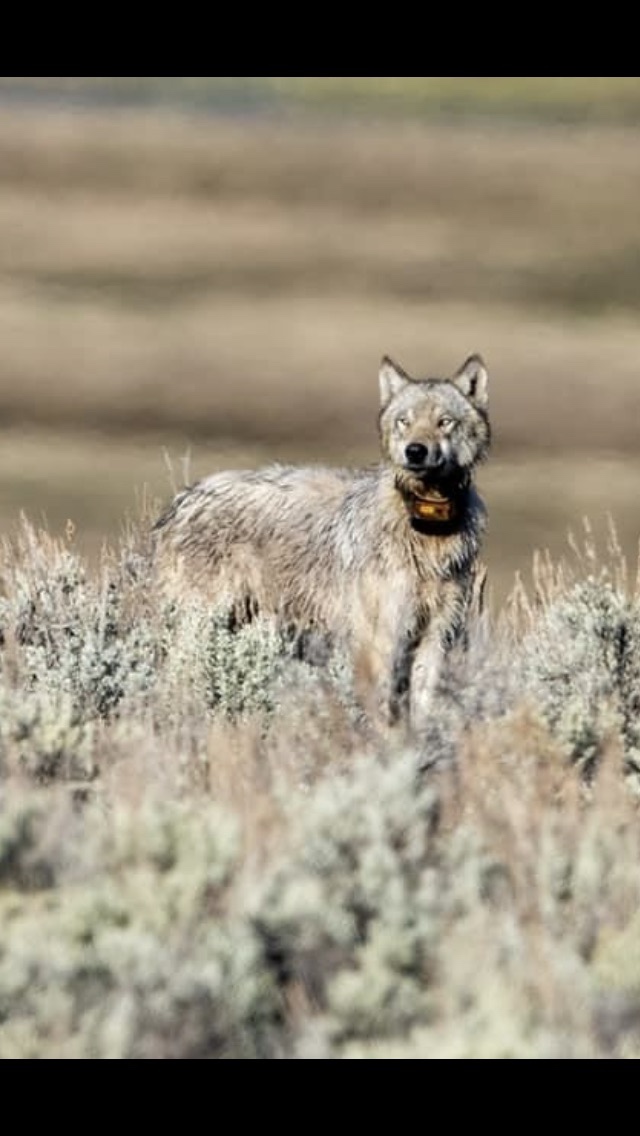 The Wolf: A True Story of Survival and Obsession in the West ...