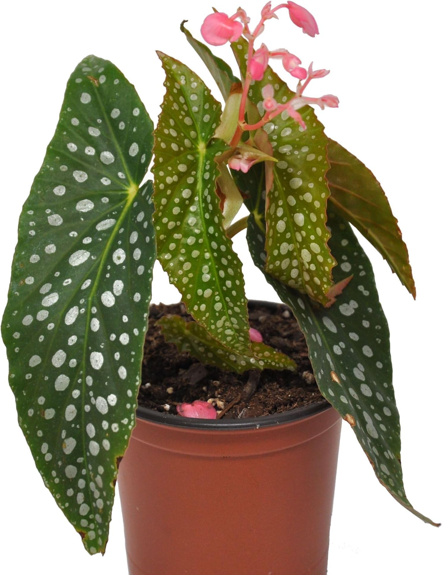 Amazon.com : Begonia maculata 'Double Dot', Double Polka Dot Begonia ...