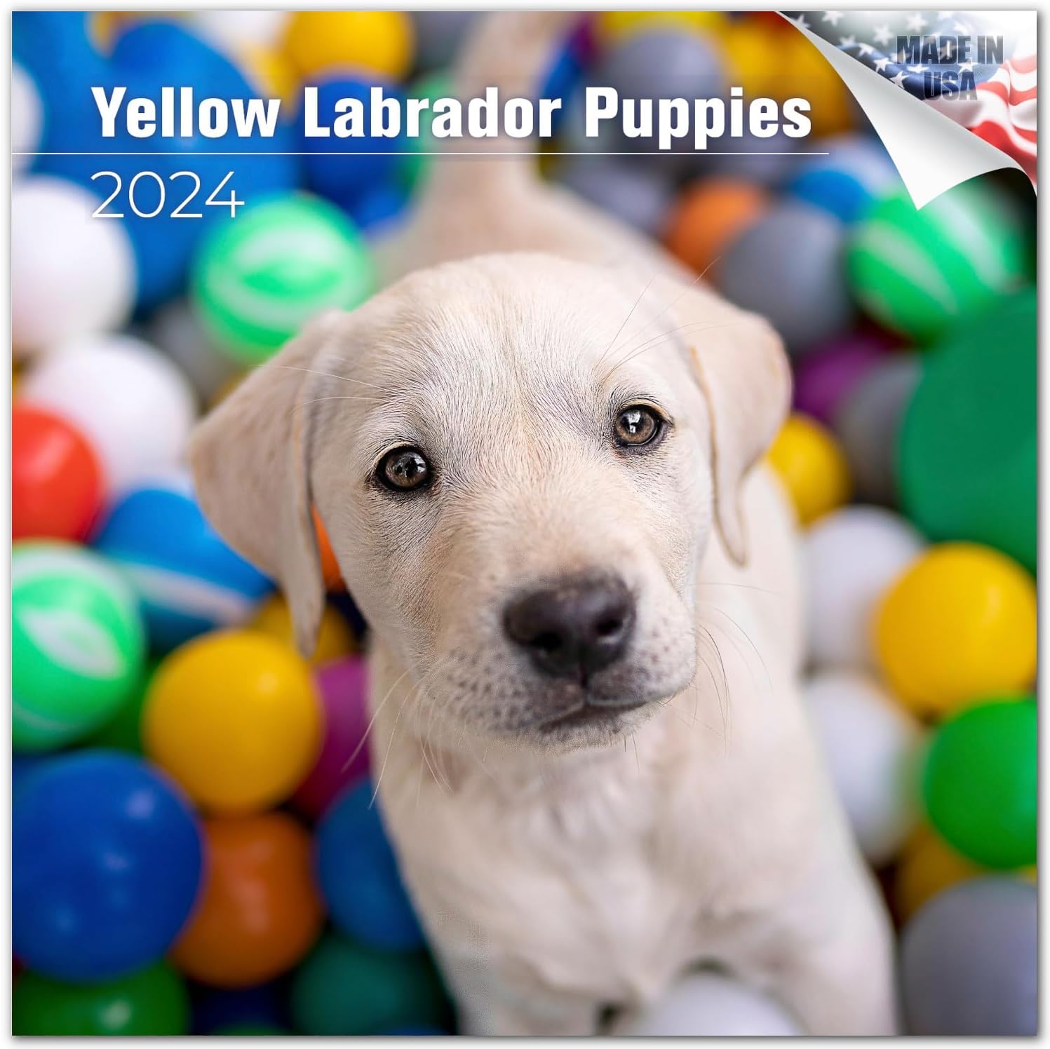 Amazon.com: 2023 2024 Yellow Labrador Retriever Puppies Calendar - Dog ...