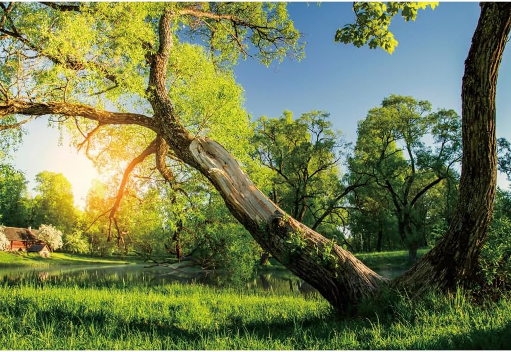 Amazon.com : CRTPOD 8x6ft Forest Trees Backdrop for Photography Spring ...