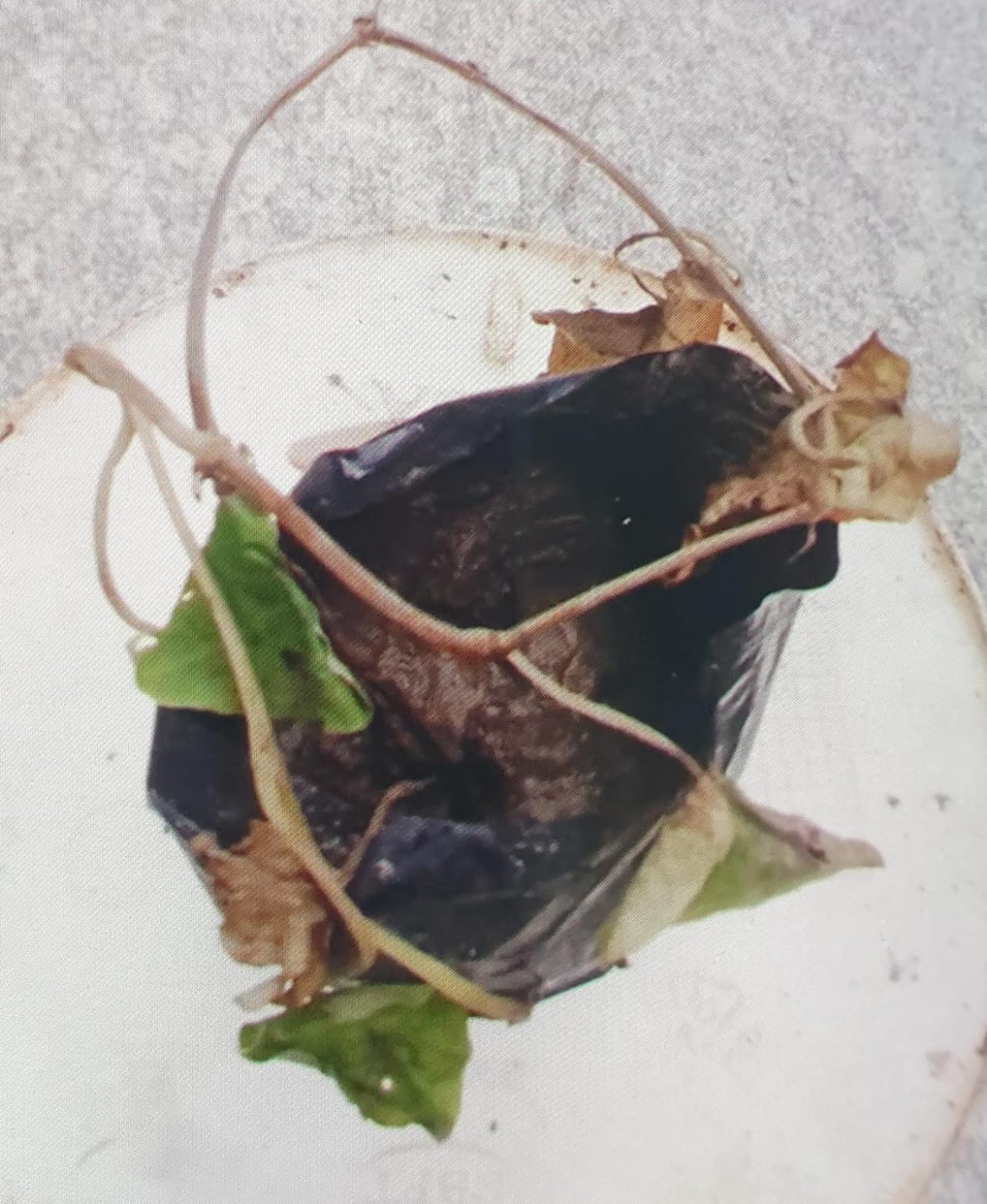 Cloud Farm Betel Leaf/Banarasi Maghai Paan Rare Healthy Live Plant ...