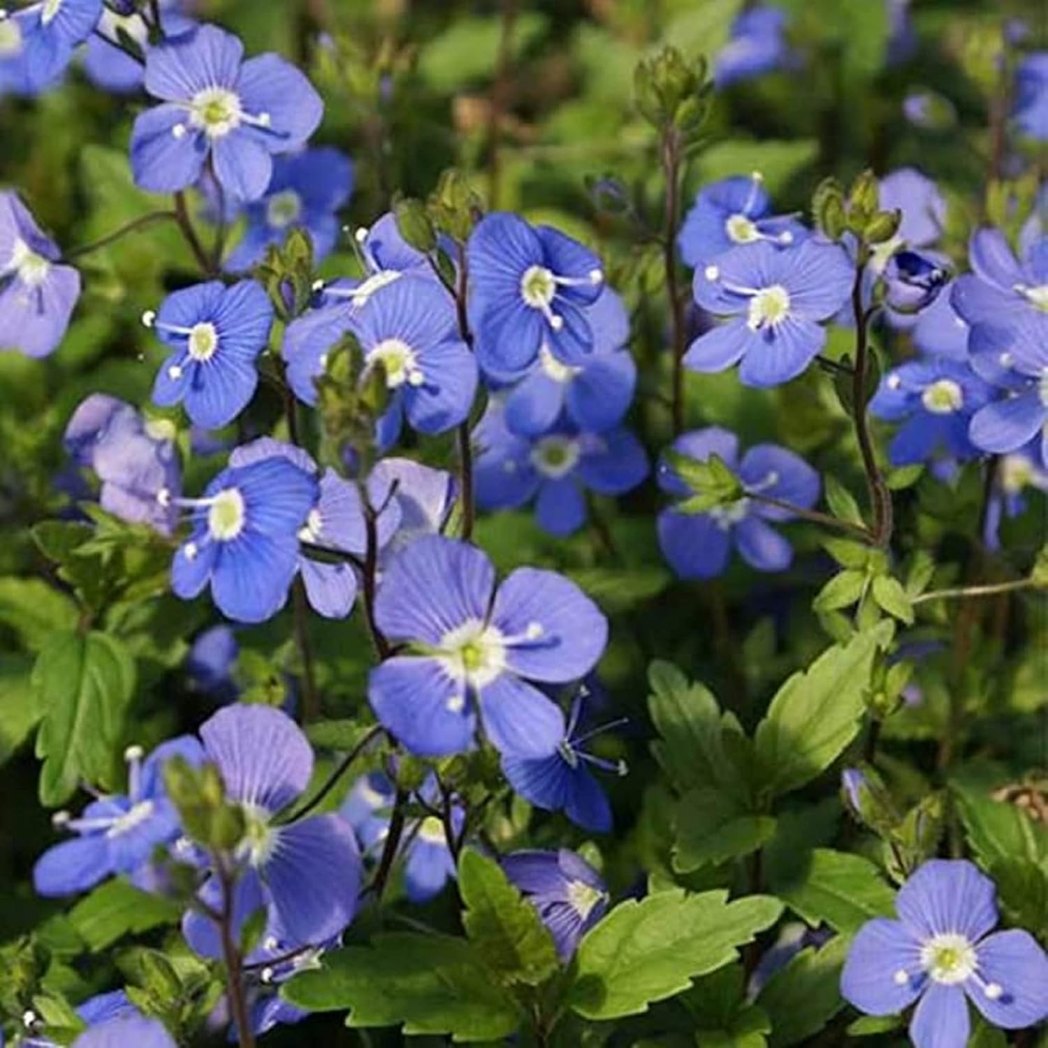 Amazon.com : CHUXAY GARDEN Blue Veronica Repens Seed 25 Seeds Creeping ...
