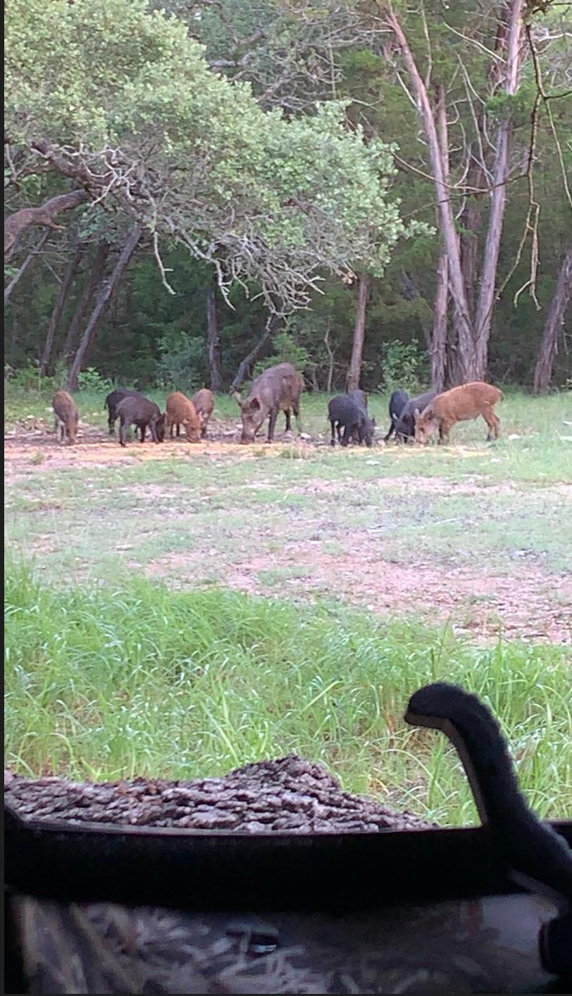 Amazon.com : Pete Rickard LH560 Liquid Essence Skunk : Hunting ...