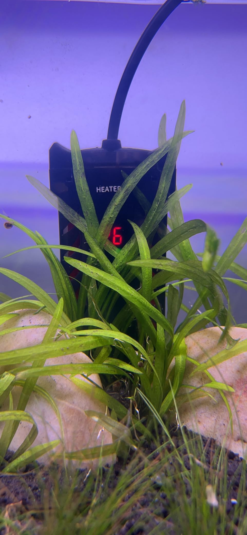 Fish Tank Thermosafe Mini Aquarium Water Heater with LED Digital ...