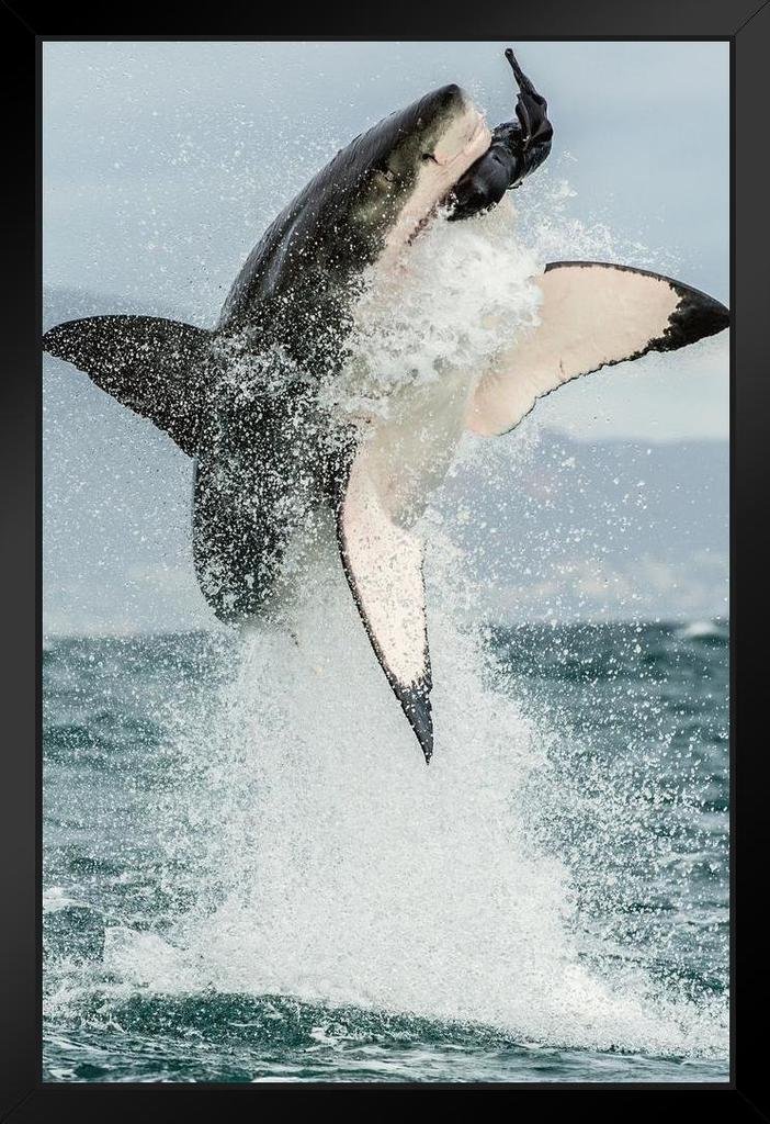 Buy Great White Shark Jumping Out of Water Action Shark s for Walls ...