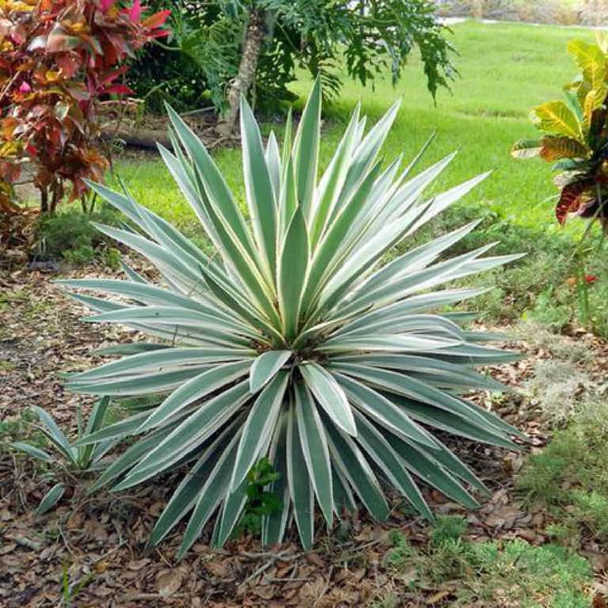 Yucca Gloriosa Variegata - Spanish Dagger - Plant in 3 L Pot : Amazon ...
