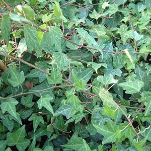 Hedera Helix 'Green Ripple' Ivy - Large-Leaved Evergreen Climber for ...