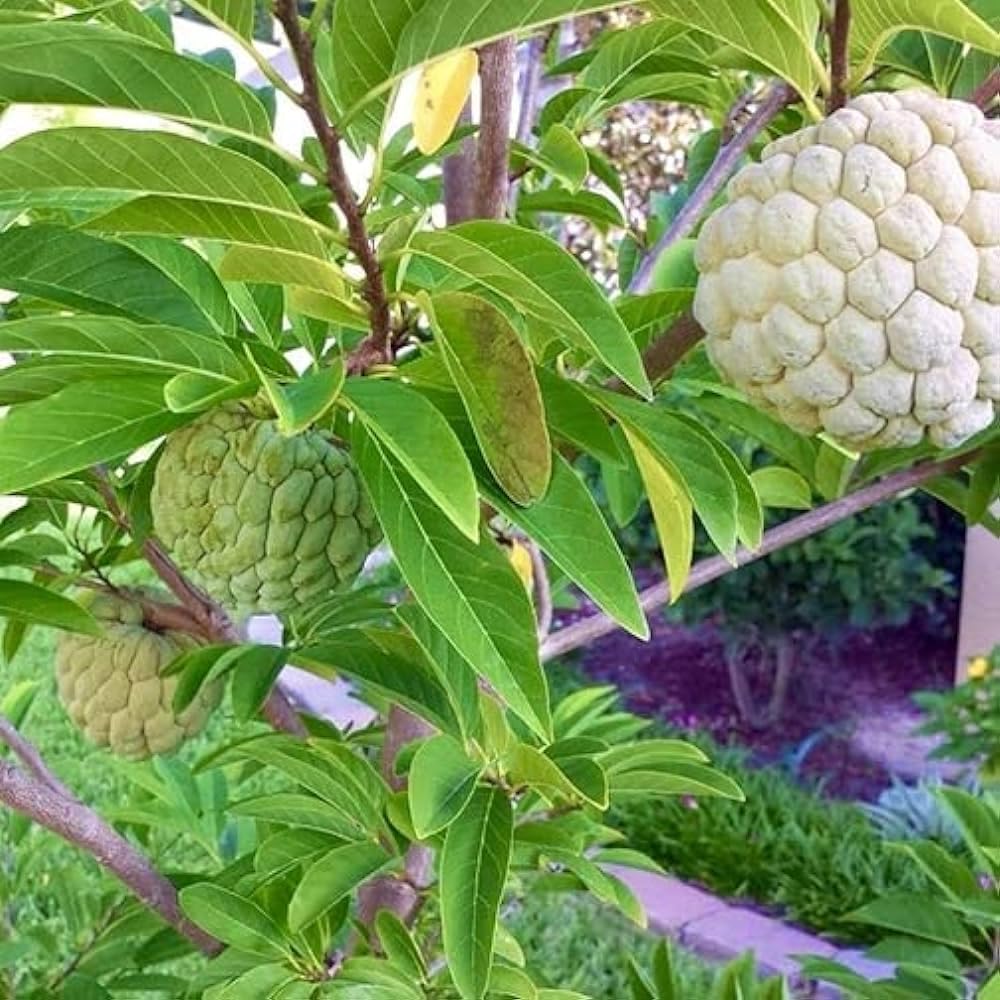DDN Plants` Custard Apples/Sharifa/Sitaphal/Seetha Palam/Seetha Pazham ...