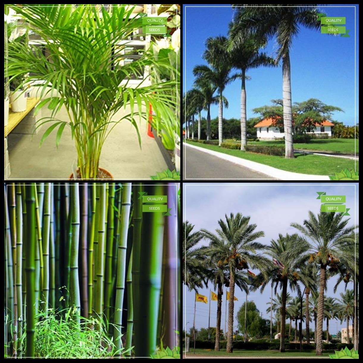 Creative Farmer Seeds Combo Tree Seeds : Areca Palm, Oreodoxa Regia ...