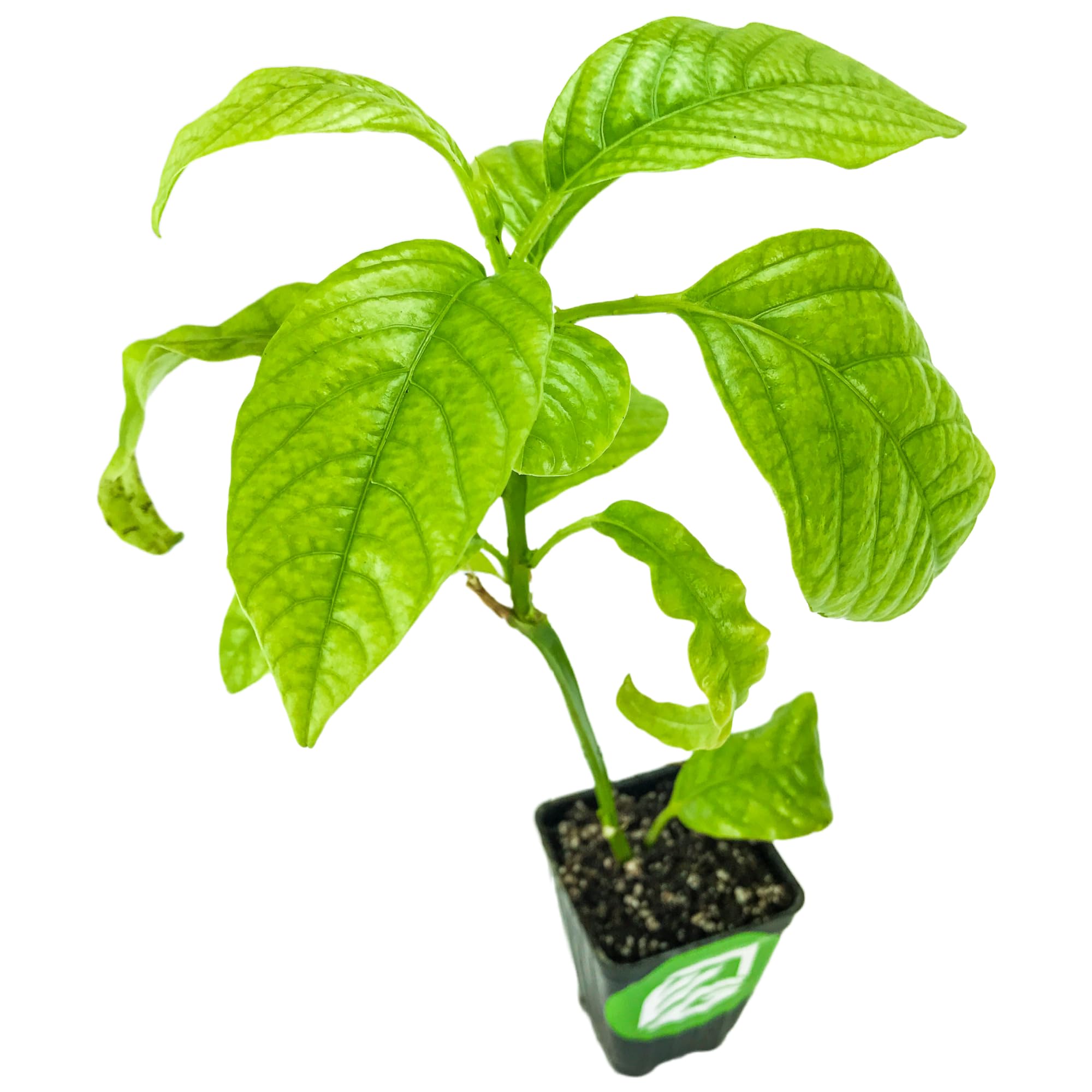 Granadilla Plant