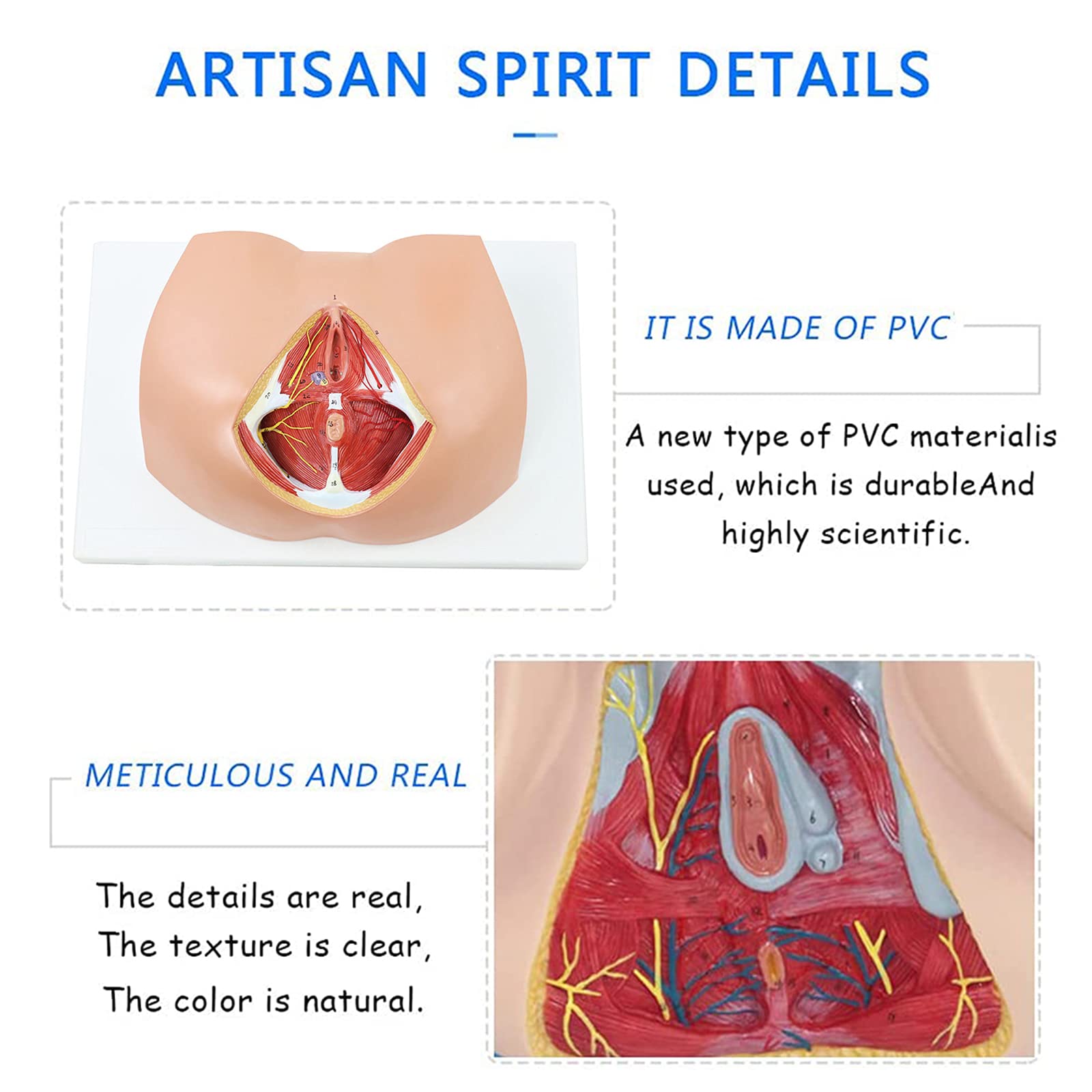 Female Perineum Anatomy Anatomical Model Of Male Perineum Detailed
