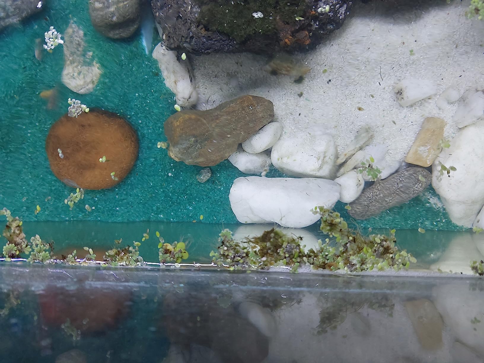 N.G.M.AGROCARE Azoll Floating Natural Aquatic/Water Caroliniana Fern ...