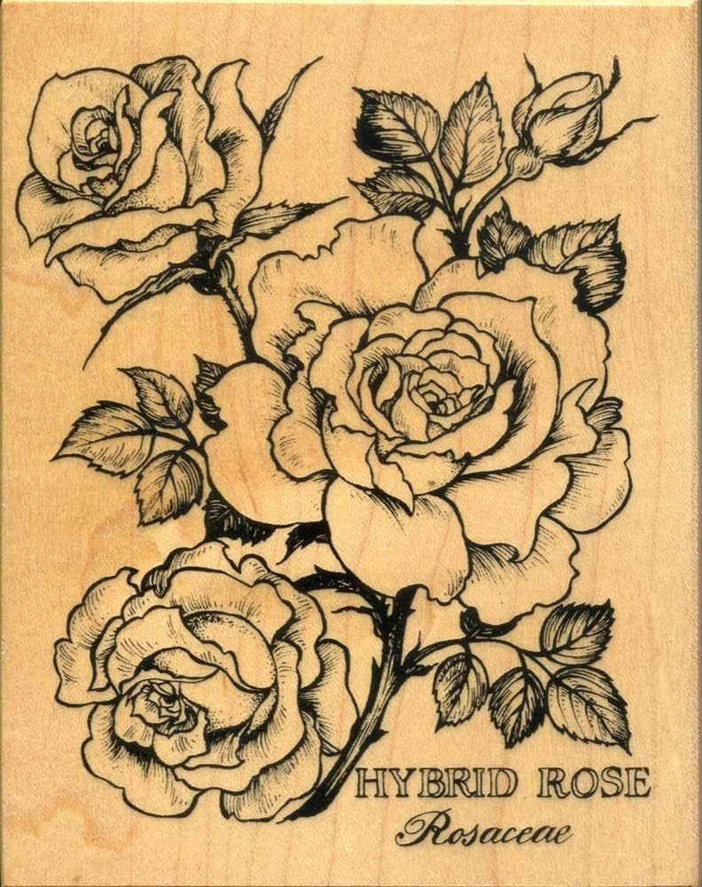 Amazon.com: Botanical Hybrid Rose Roses Rubber Stamp - PSX #K-1636 ...