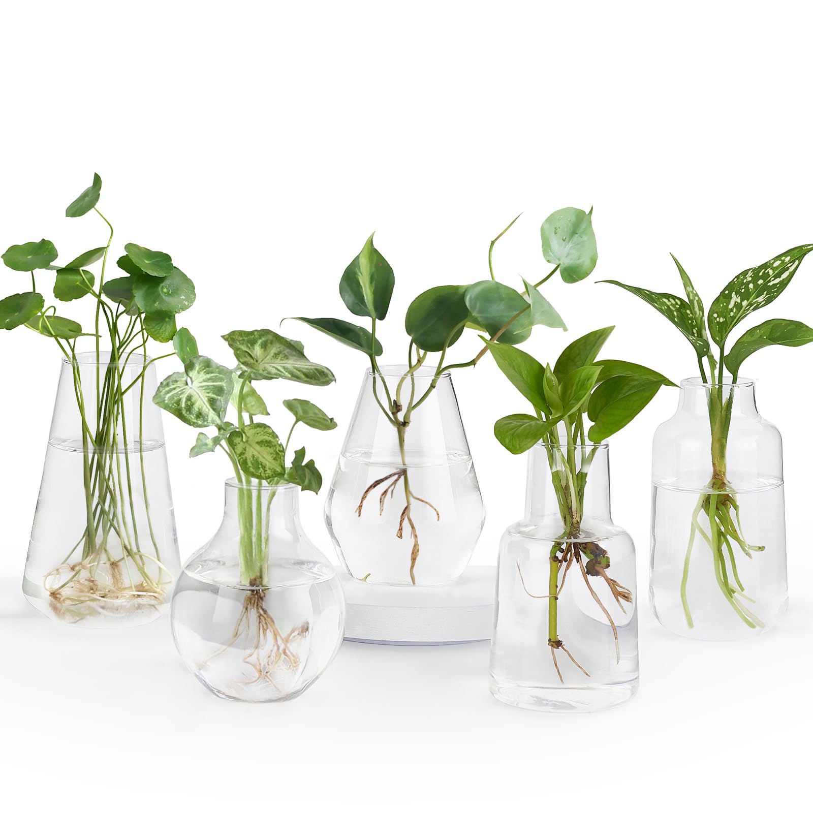 Amazon.com: Mkono Propagation Vases for Plants, Set of 5 Small Glass ...