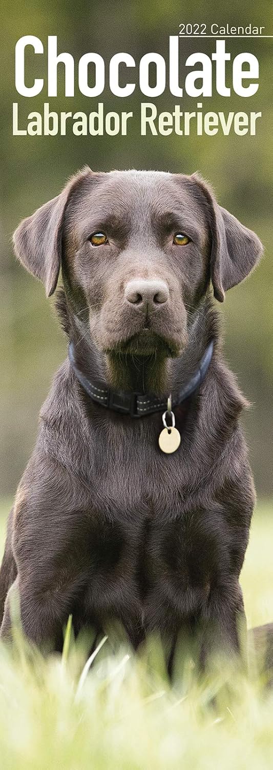 Chocolate Labrador Retriever Slim Calendar 2022 | Dog Breed Slimline ...