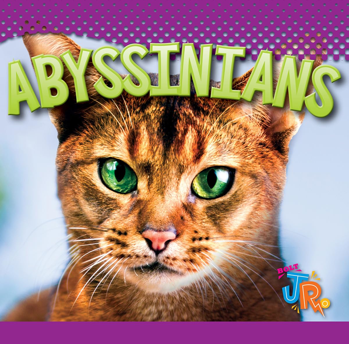 Amazon | Abyssinians (Our Favorite Cats) | Storm, Marysa | Children's Books
