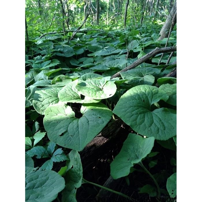 Buy 3 Wild ginger (Asarum canadense) PLANT/ROOT,AKA Canadian Ginger ...