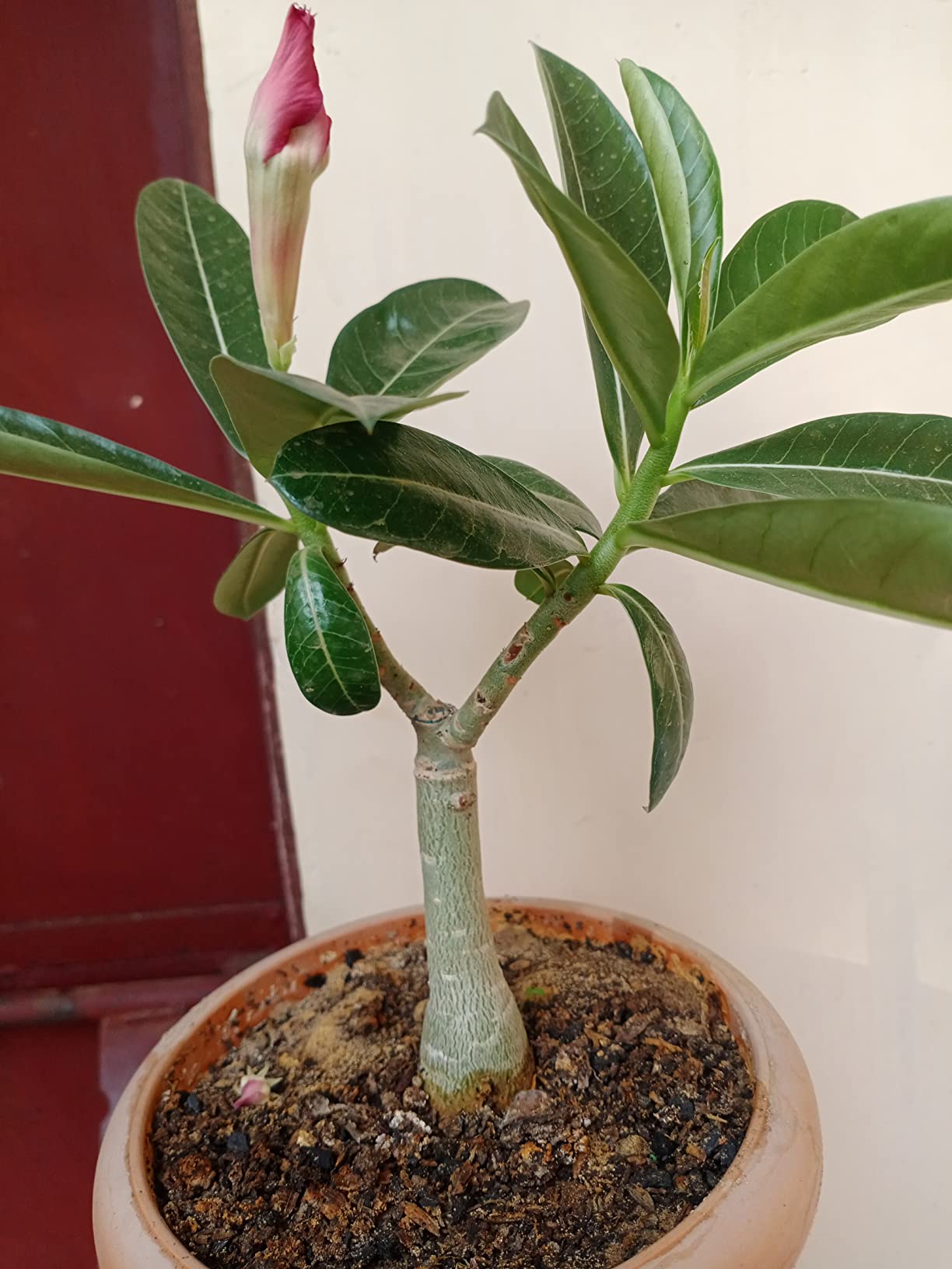 GREEN ISLAND Adenium Grafted Flower (White) Live Plant with pot & Free ...