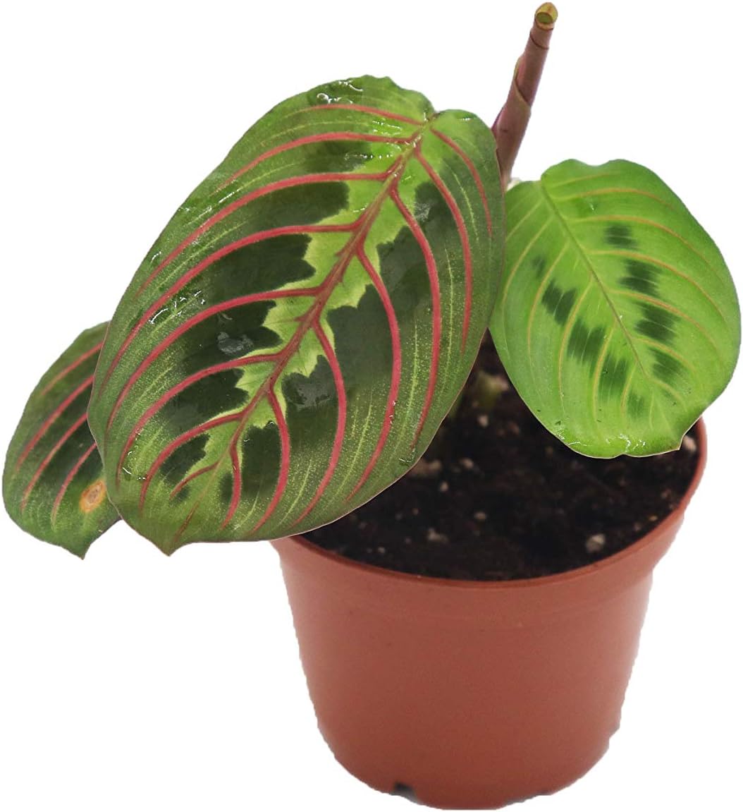 Amazon.com : Red Maranta Prayer - 3" from California Tropicals : Patio ...