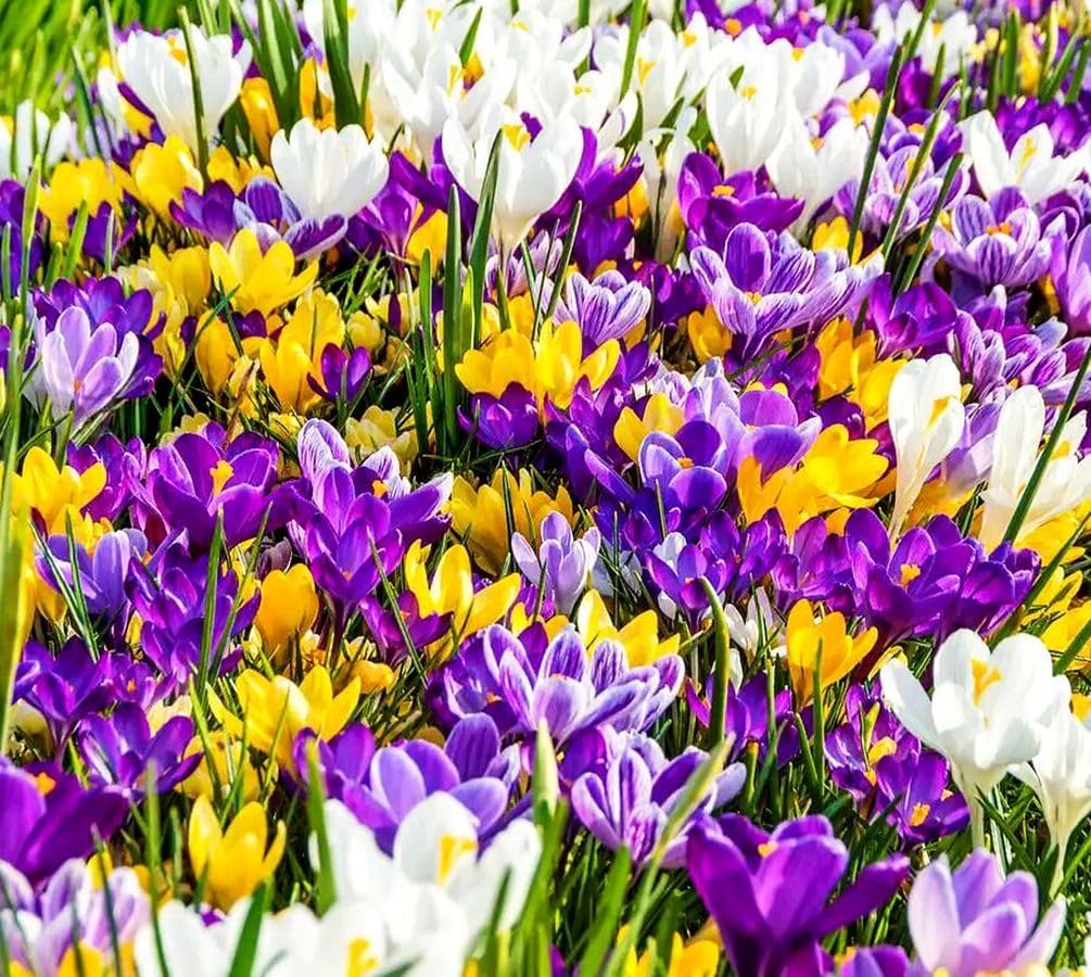 Amazon.com : Mixture Crocus Bulbs White Yellow Purple Lilac Green Fall ...