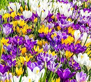 Amazon.com : Mixture Crocus Bulbs White Yellow Purple Lilac Green Fall ...