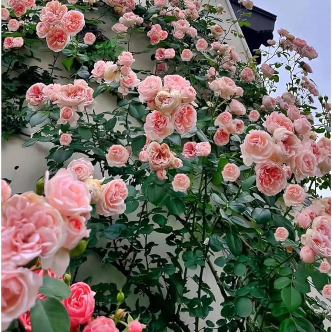 Amazon.com : Climbing Roses Live Plants, Fragrant Climber Rose for ...