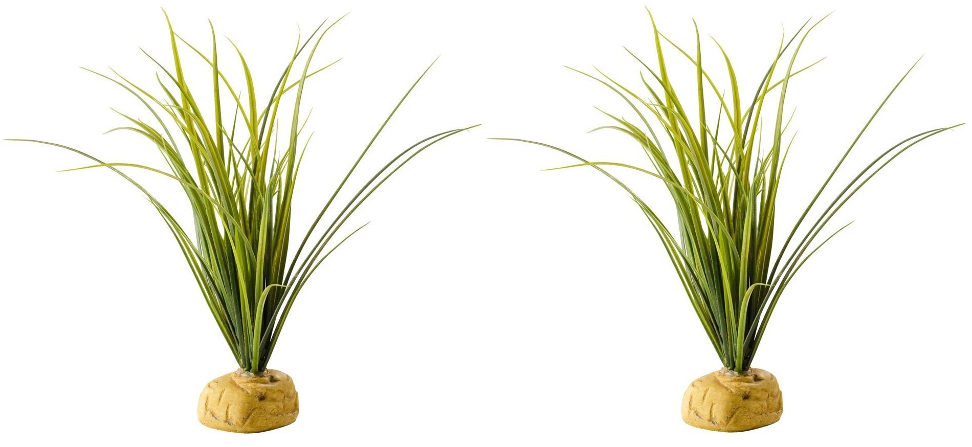 Turtle Grass