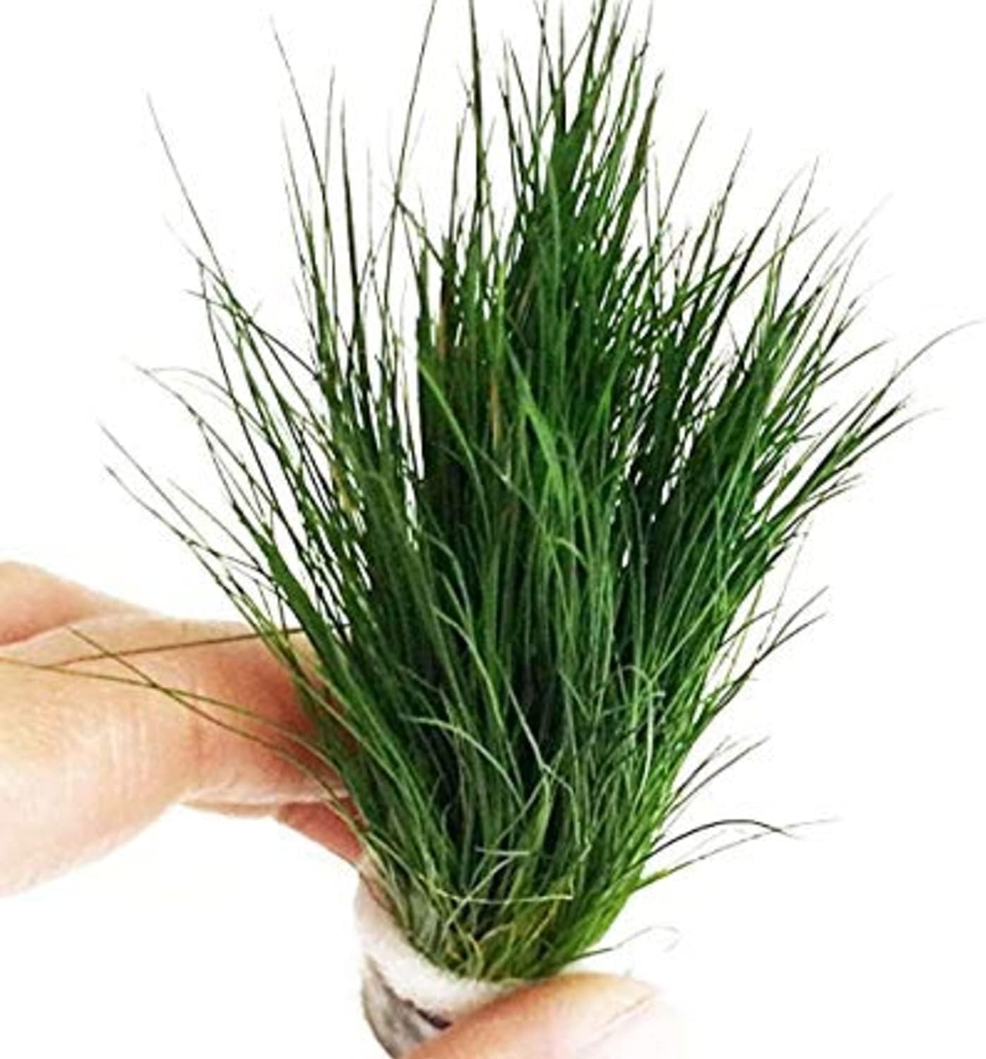 Amazon.com: 3 Aquarium Plant Se-e-d Combo, no Artificial, Fresh Water ...