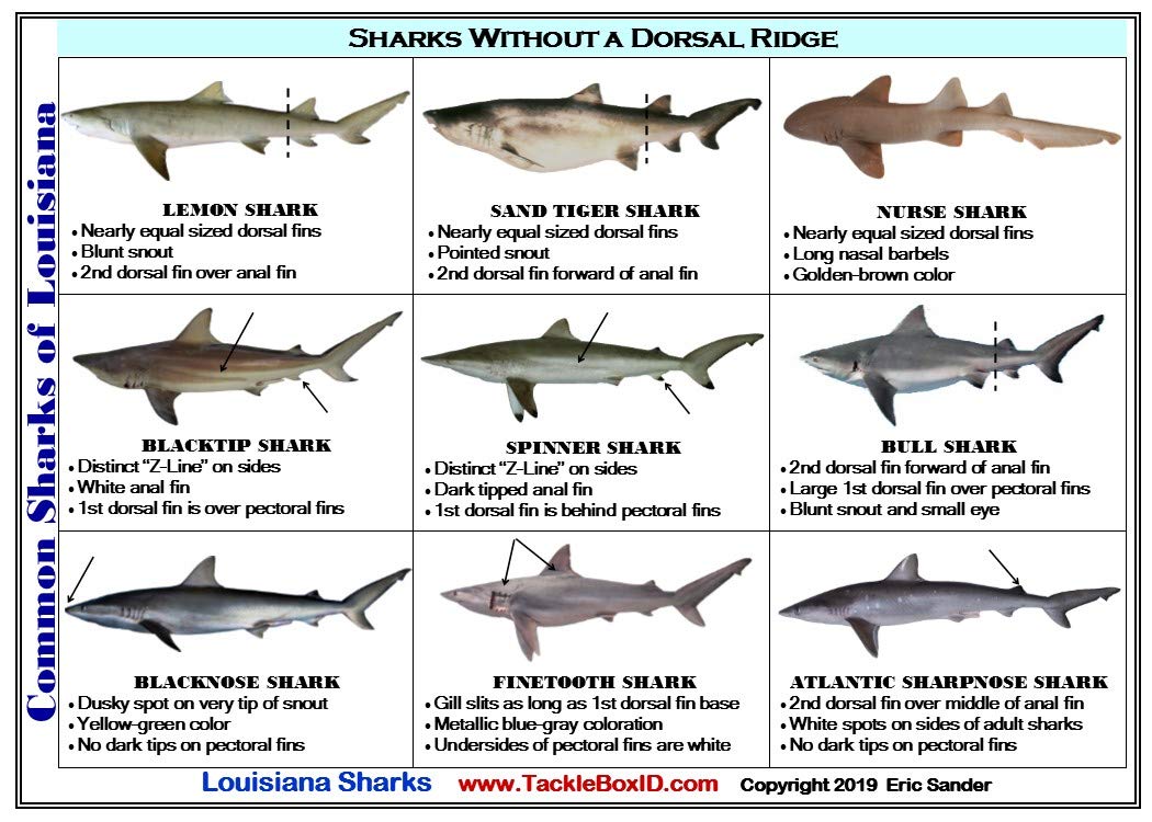 Louisiana Saltwater Fish Identification Card Set - Three Waterproof ...