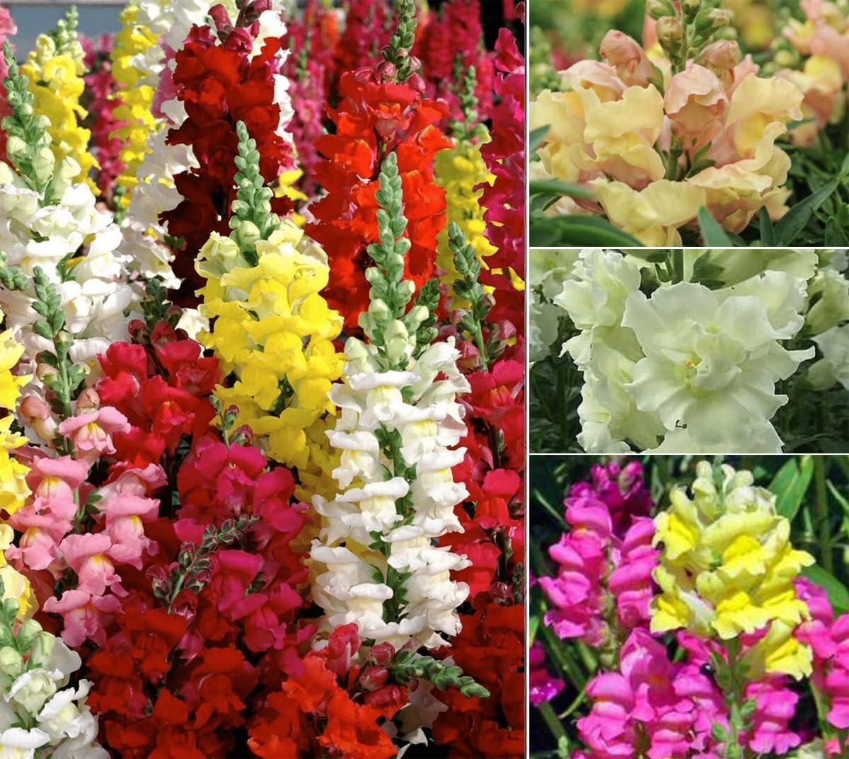 Amazon.com : 400+ Heirloom Snapdragon Flower Seeds Tall Mixed Colors ...