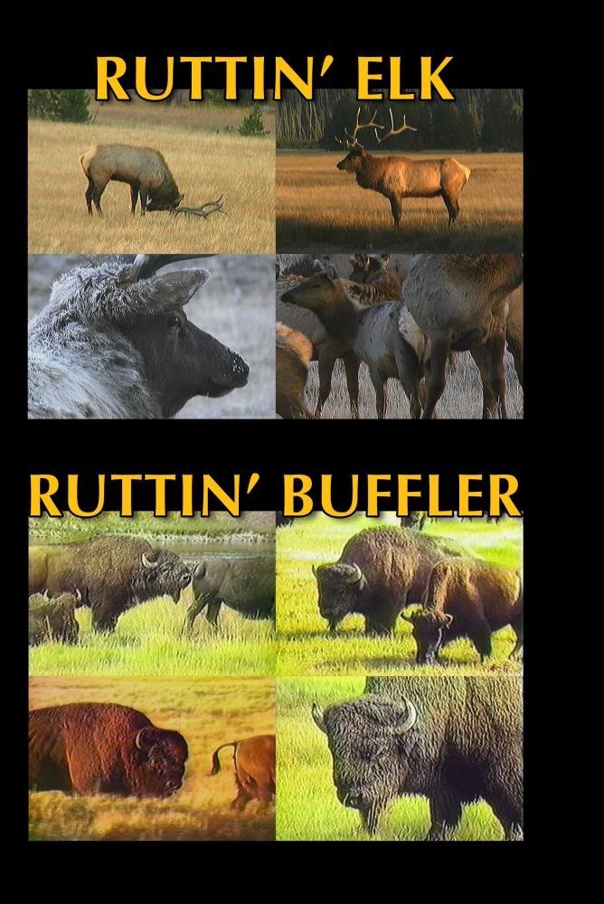 Amazon.com: RUTTIN' ELK, RUTTIN' BUFFLER : Movies & TV