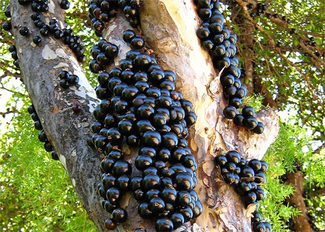 Amazon.com : No CA, Black Jaboticaba Tree Live Plant for Planting, 1 ...
