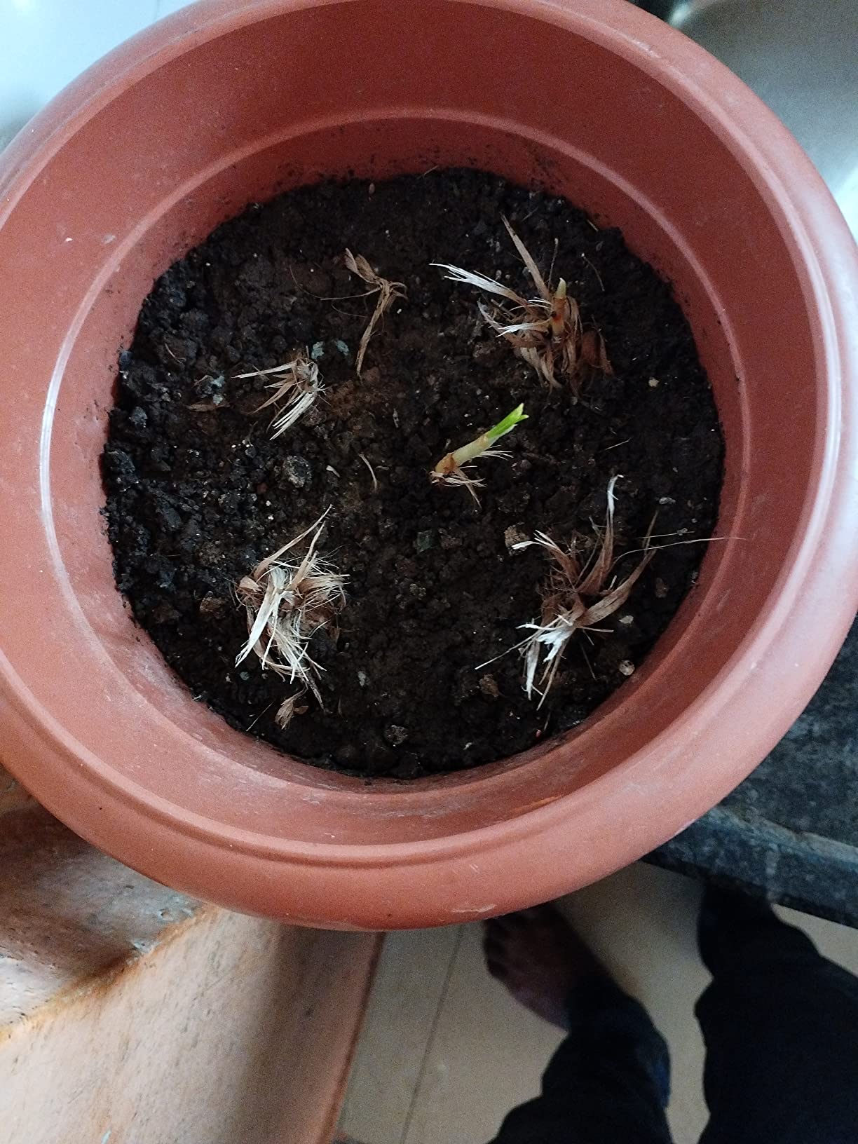 Green World Saffron Crocus Flower Plant Kashmiri Saffron Bulb/Kesar ...