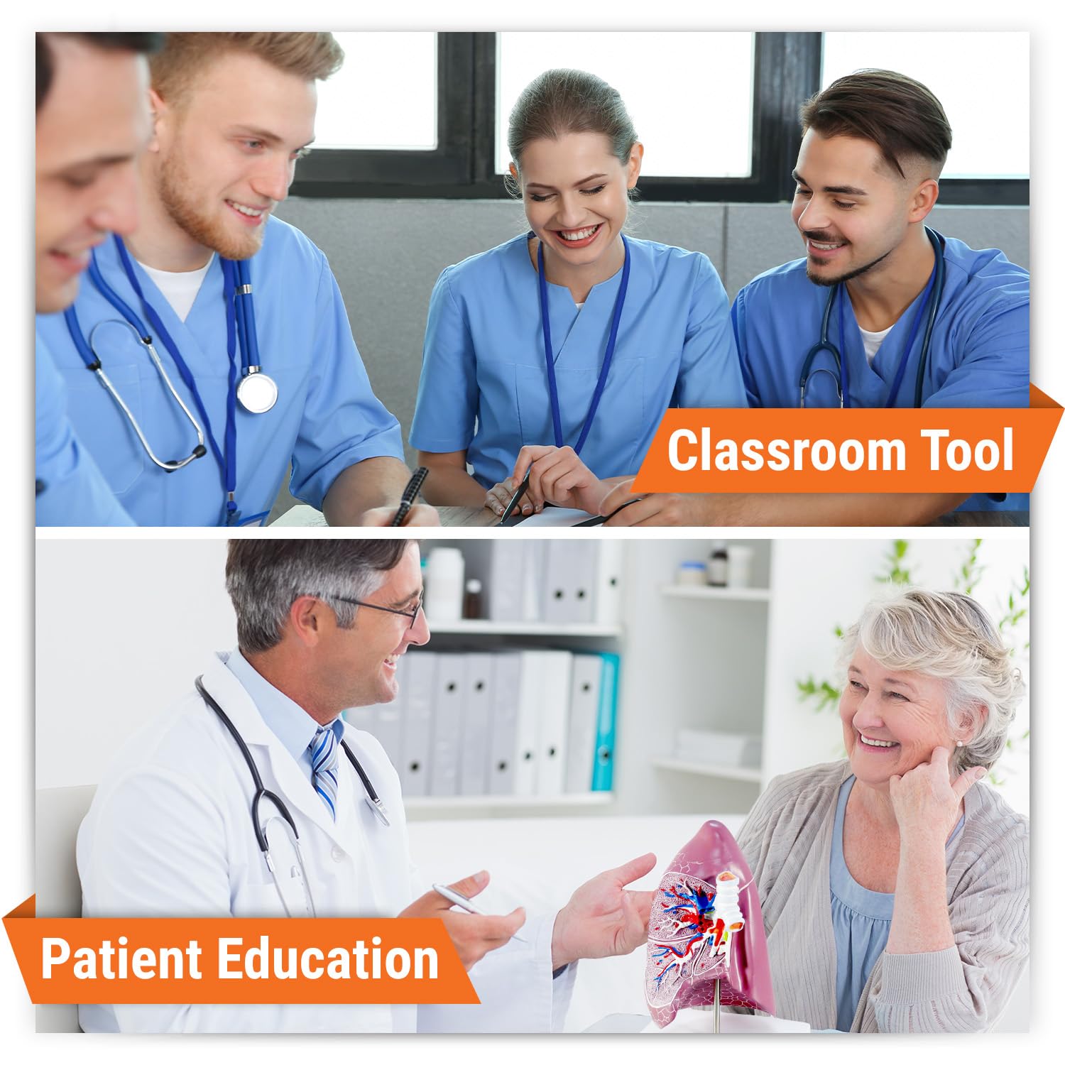 Snapklik.com : Lung Model, Replica For Human Anatomy And Physiology ...