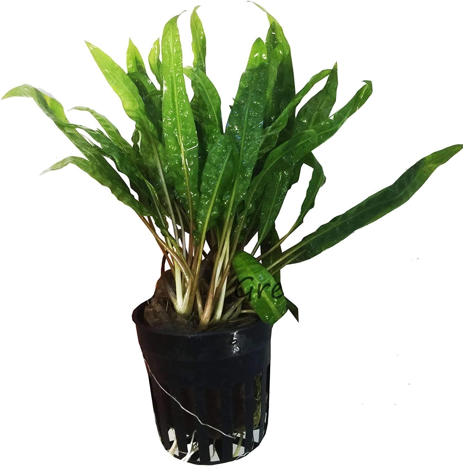 Amazon.com: Greenpro | Water Sprite Potted Easy Live Aquarium Plants ...
