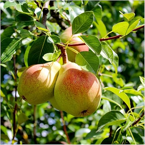 Dwarf Patio Beurre Hardy Pear Tree Ready to Fruit, Miniature, Full ...