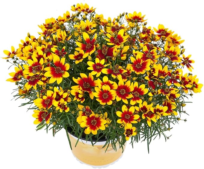 Coreopsis Plug Plants. 'Corleone Red & Yellow'. Perennial Flowers ...